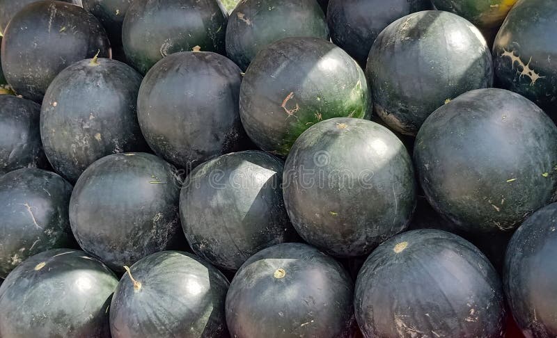 Green and Big Watermelons. Group of Round Water Melon Stock Image ...