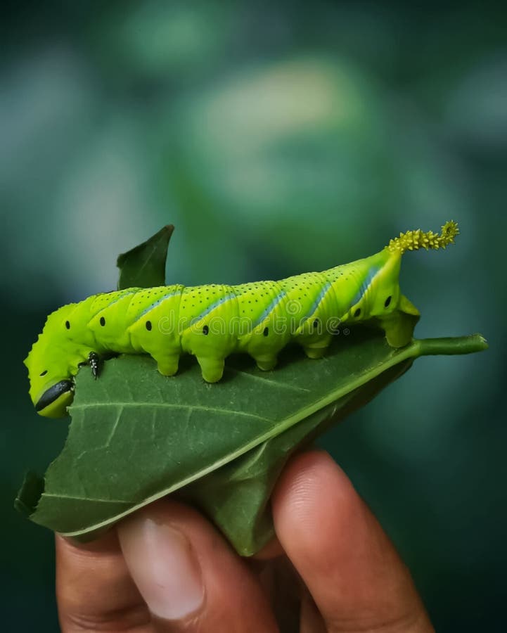 A Green Big Worm stock photo. Image of taking, enjoy - 74128980