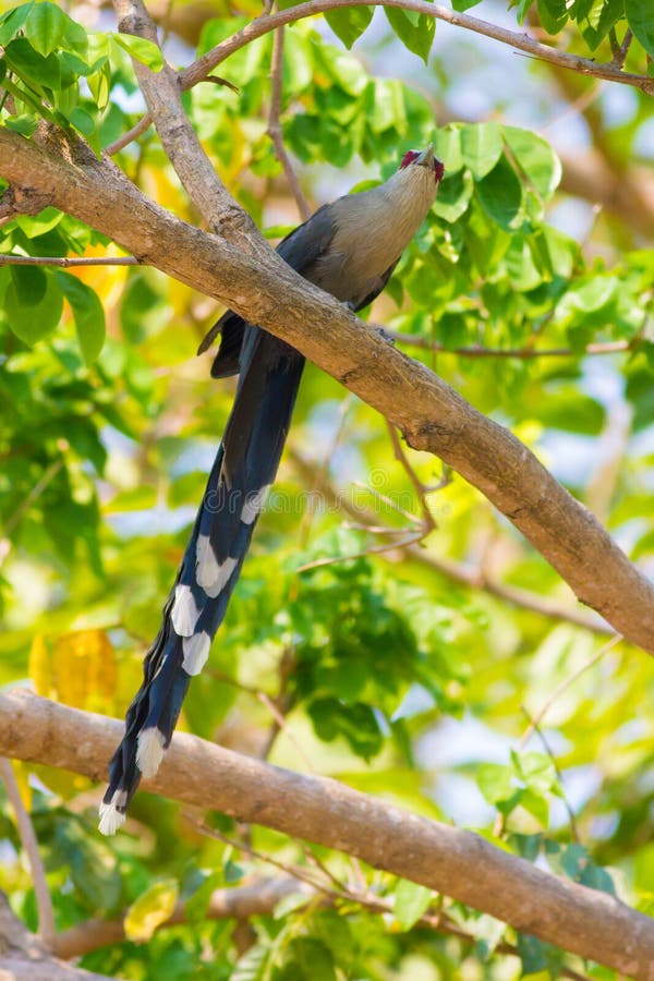 Green-billed Malkoha stock image. Image of greenbilled - 92076647