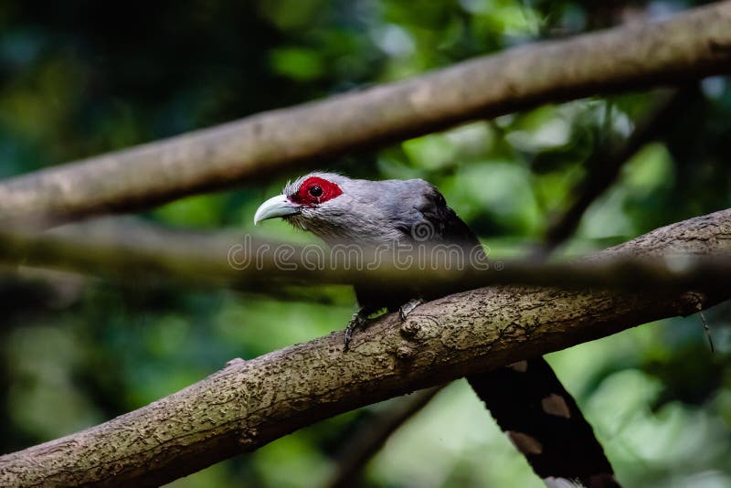 Green Billed Malkoha on Branch in the Forest Stock Photo - Image of ...