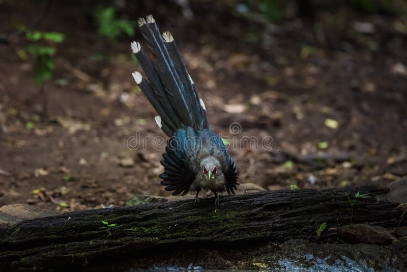 Green Billed Malkoha on Branch in the Forest Stock Image - Image of ...