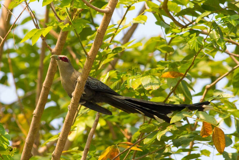 Green-billed Malkoha stock image. Image of long, little - 92352965