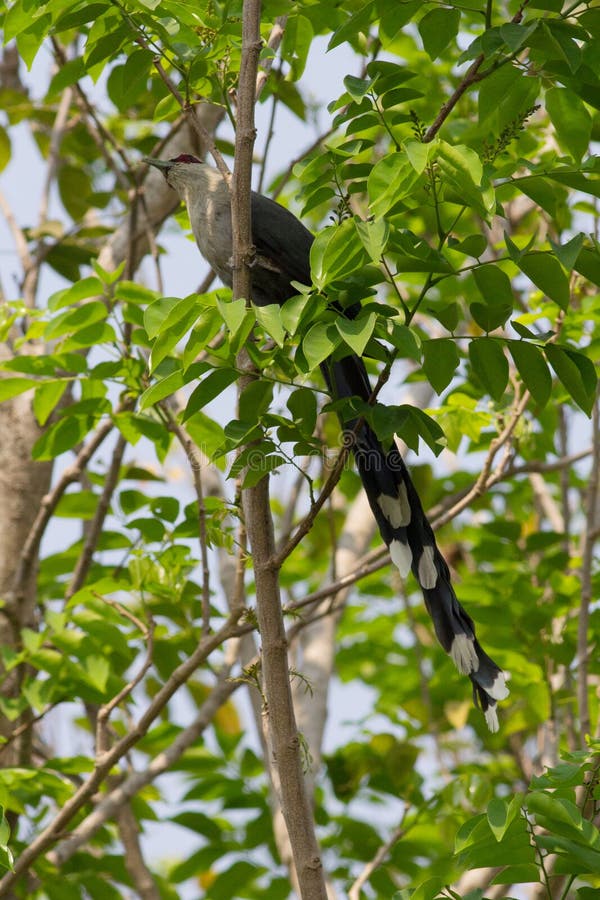 Green-billed Malkoha stock image. Image of leaf, nature - 92352983