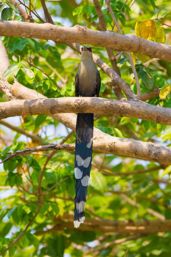 Green-billed Malkoha stock image. Image of tail, feather - 92353037