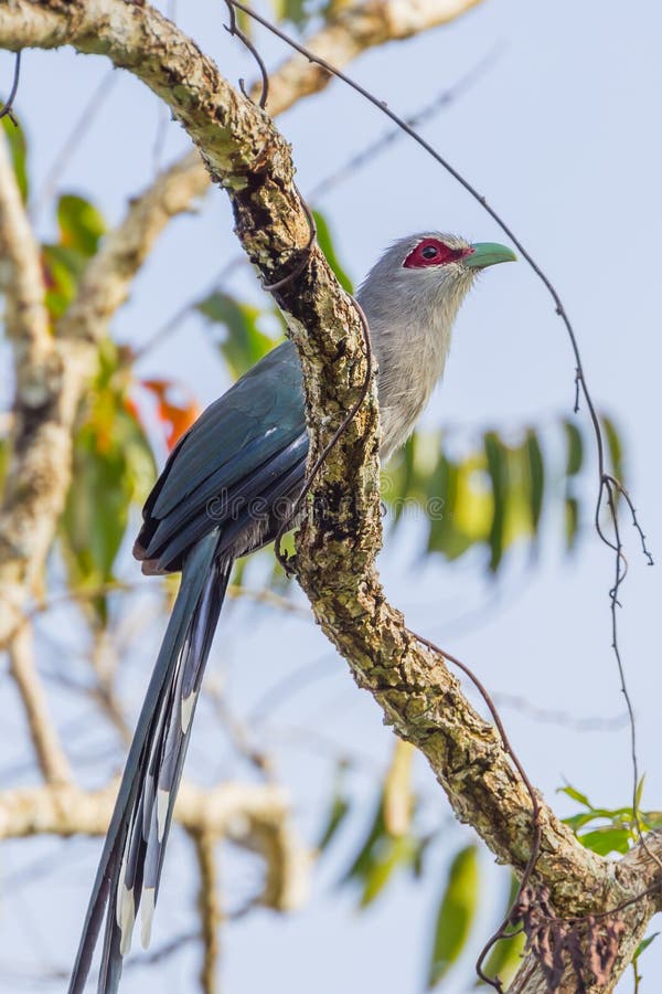 Green-billed Malkoha stock photo. Image of historical - 46673516