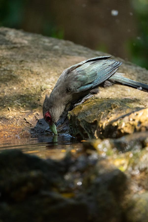 Green-billed Malkoha in the Rain Forest Stock Photo - Image of nest ...