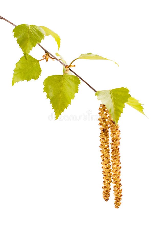 Green birch branch_3 stock photo. Image of twigs, russian - 52991510