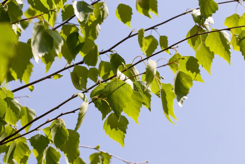 Green Birch Foliage on Trees in the Spring Season Stock Image - Image ...