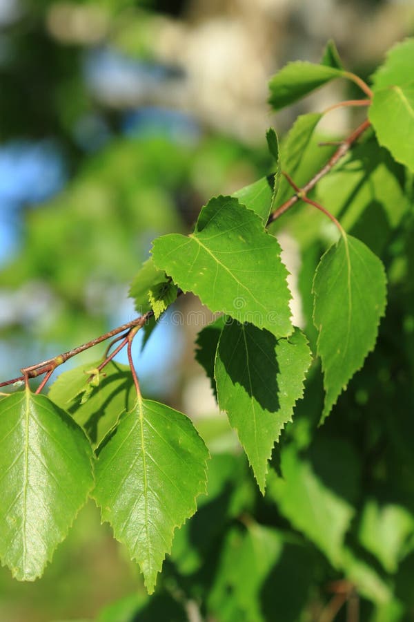 Green birch leaves stock photo. Image of high, park, growth - 41766014