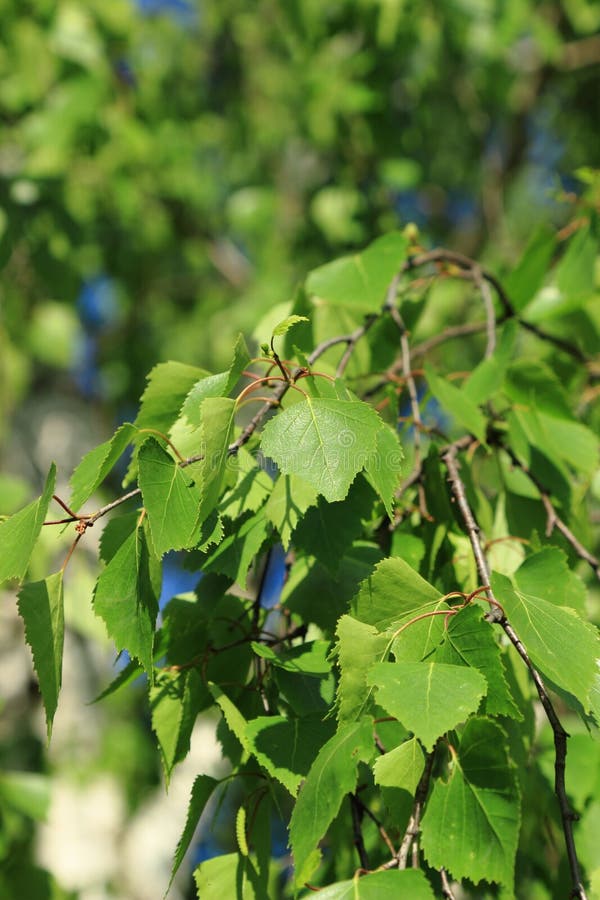 Green birch leaves stock image. Image of plant, birch - 41766027