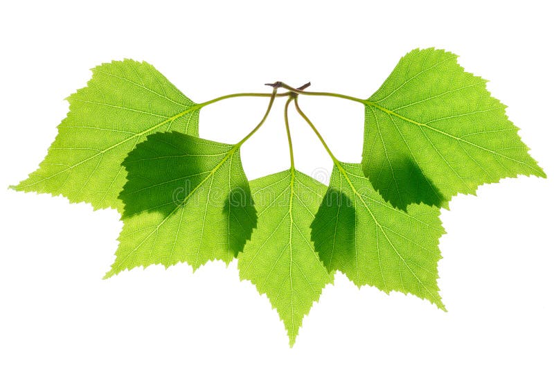 Green Birch Leaves Isolated Stock Image - Image of life, season: 31056063