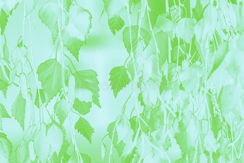Green Birch Leaves on Mint Color Background. Shades of Green Stock ...