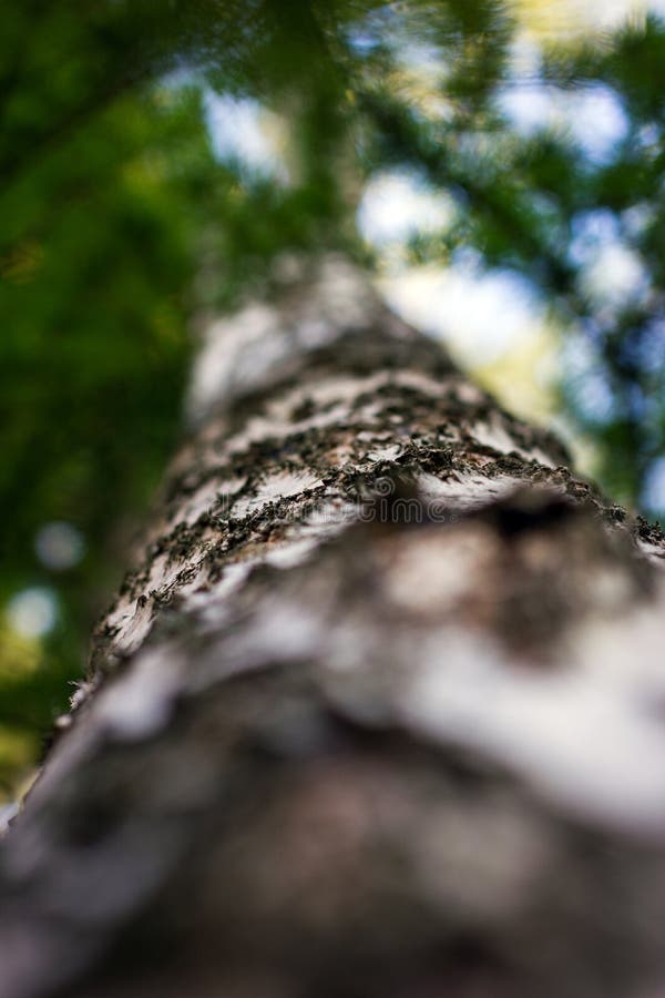 Green Birch Tree at the Forest. Macro Photography Stock Image - Image ...