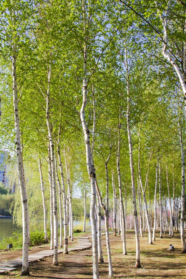 Green Birch Tree Forest by the Road in Spring Stock Image - Image of ...