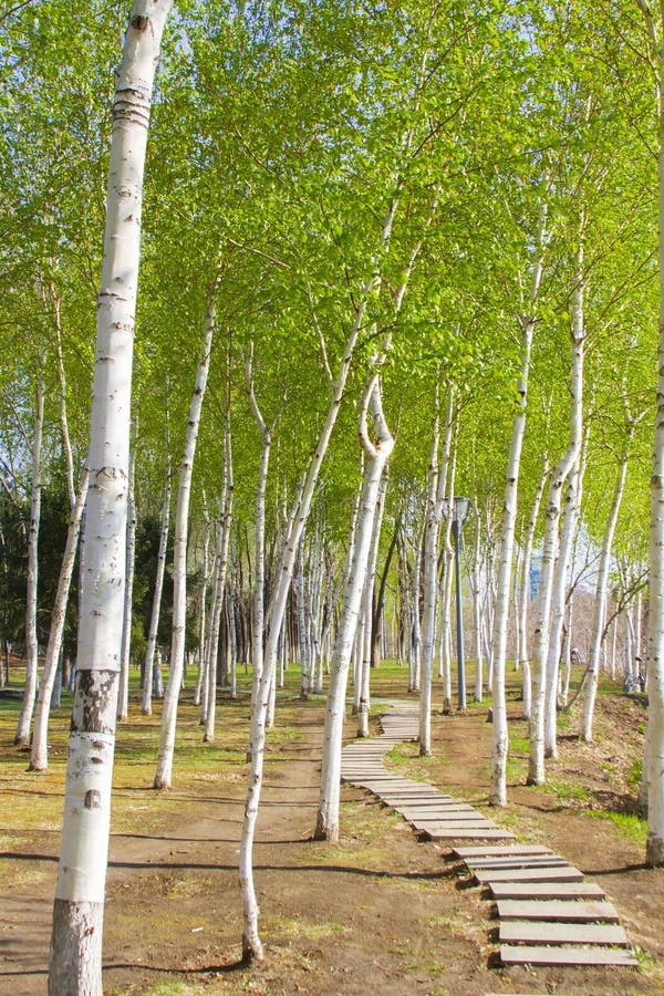 Green Birch Tree Forest by the Road in Spring Stock Image - Image of ...