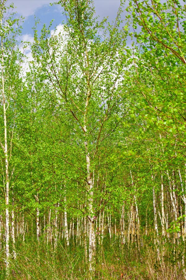 Green Birch Tree Forest in Spring Stock Photo - Image of covered, fire ...