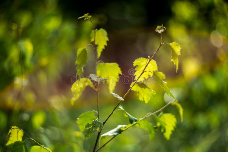 Green Birch Tree Leaves in Summer Stock Photo - Image of nature, birch ...