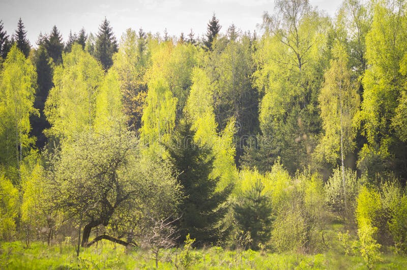 Green Birch Trees (Betula) Make a Natural Wall Stock Image - Image of ...