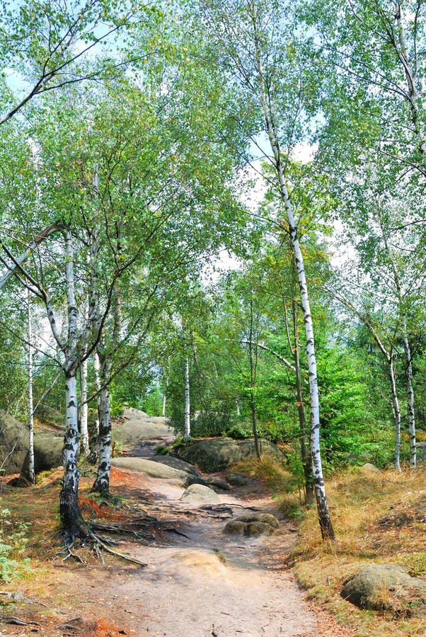Green Birch Trees and Narrow Trail Stock Photo - Image of highland ...