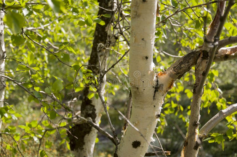 Green Birch Trees Witn Black and White Trunk in Summer Forest. Grove ...