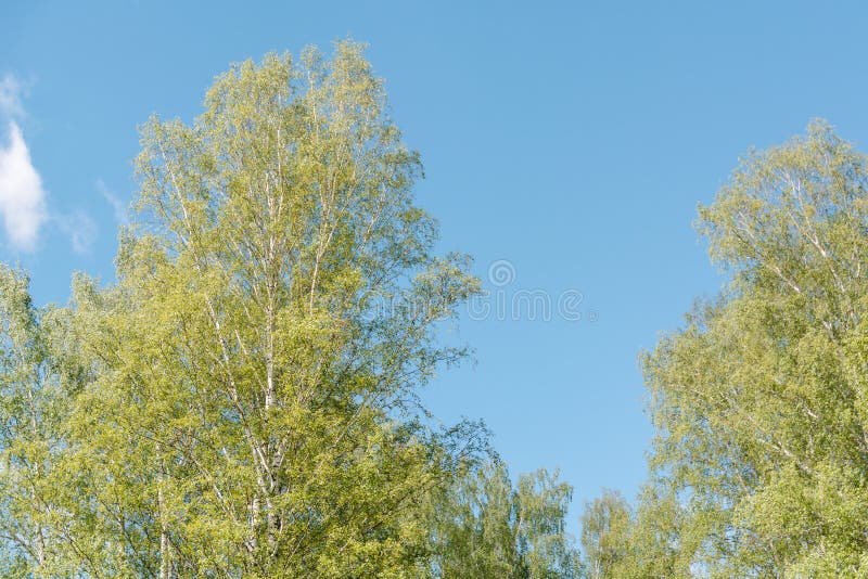 Green Birches. Birch Wood. Birch Thicket in the Summer Stock Image ...