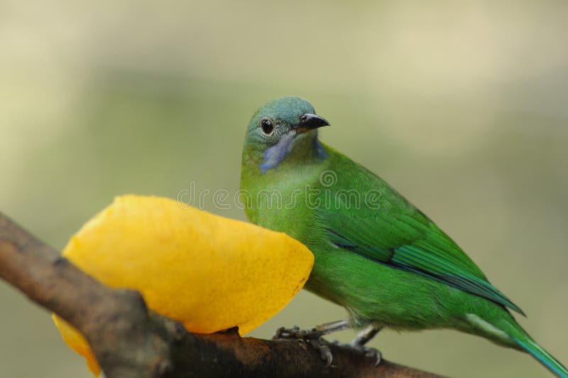 Green bird stock photo. Image of tree, hong, green, still - 13562188