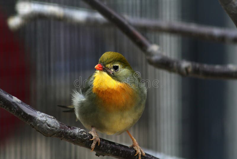 Green Bird Picture. Image: 1462237