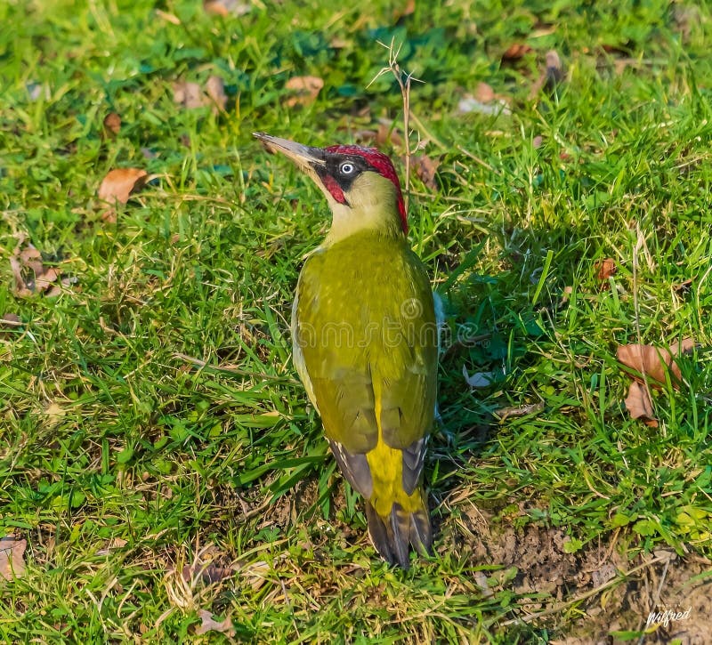 Bird alone, indian bird stock photo. Image of birdsn - 152486254
