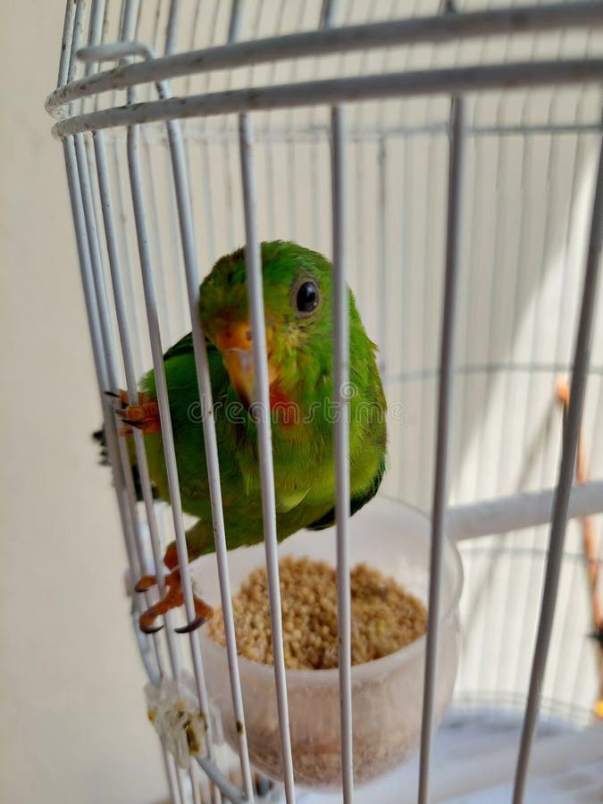 Green Bird in a Cage Looking at the Camera Stock Photo - Image of green ...