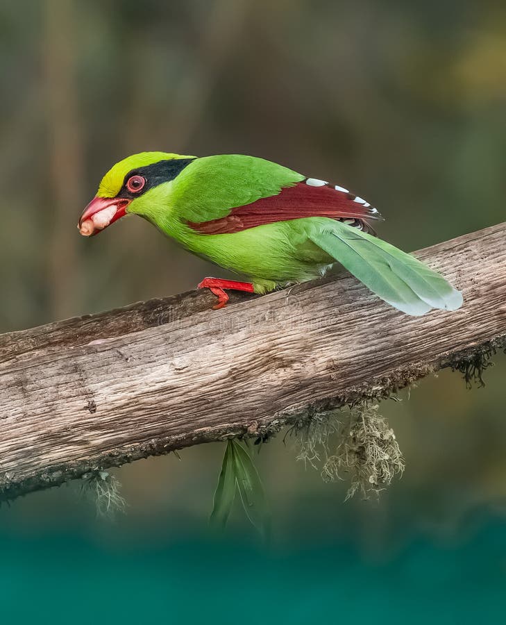 Green bird magpie eating stock photo. Image of tree - 336650112