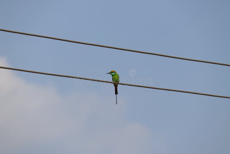Green Bird nature stock image. Image of bird, small - 168307461