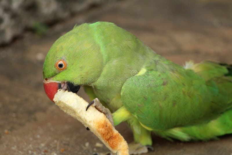 A Green Bird Parrot Eat Food Stock Image - Image of cute, wing: 196823305