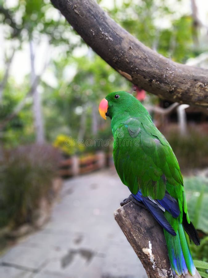 Green Bird Perched on a Tree Trunk with Motion Blur Stock Image - Image ...