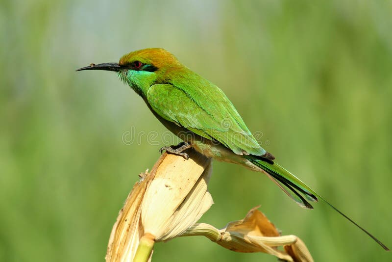 Sparrow stock photo. Image of beautiful, bird, sparrow - 140040226