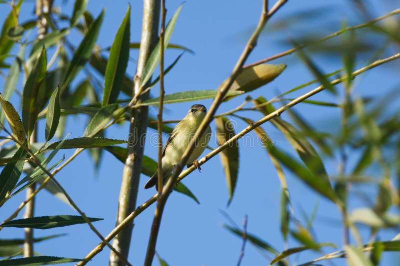 Green Bird in a tree stock photo. Image of great, nature - 257805478
