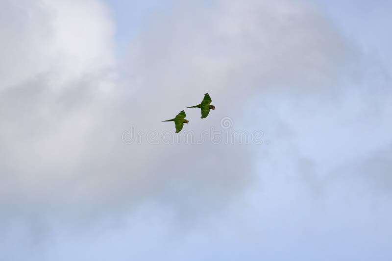 Green Birds Flying in the Sky Against the Clouds Stock Photo - Image of ...