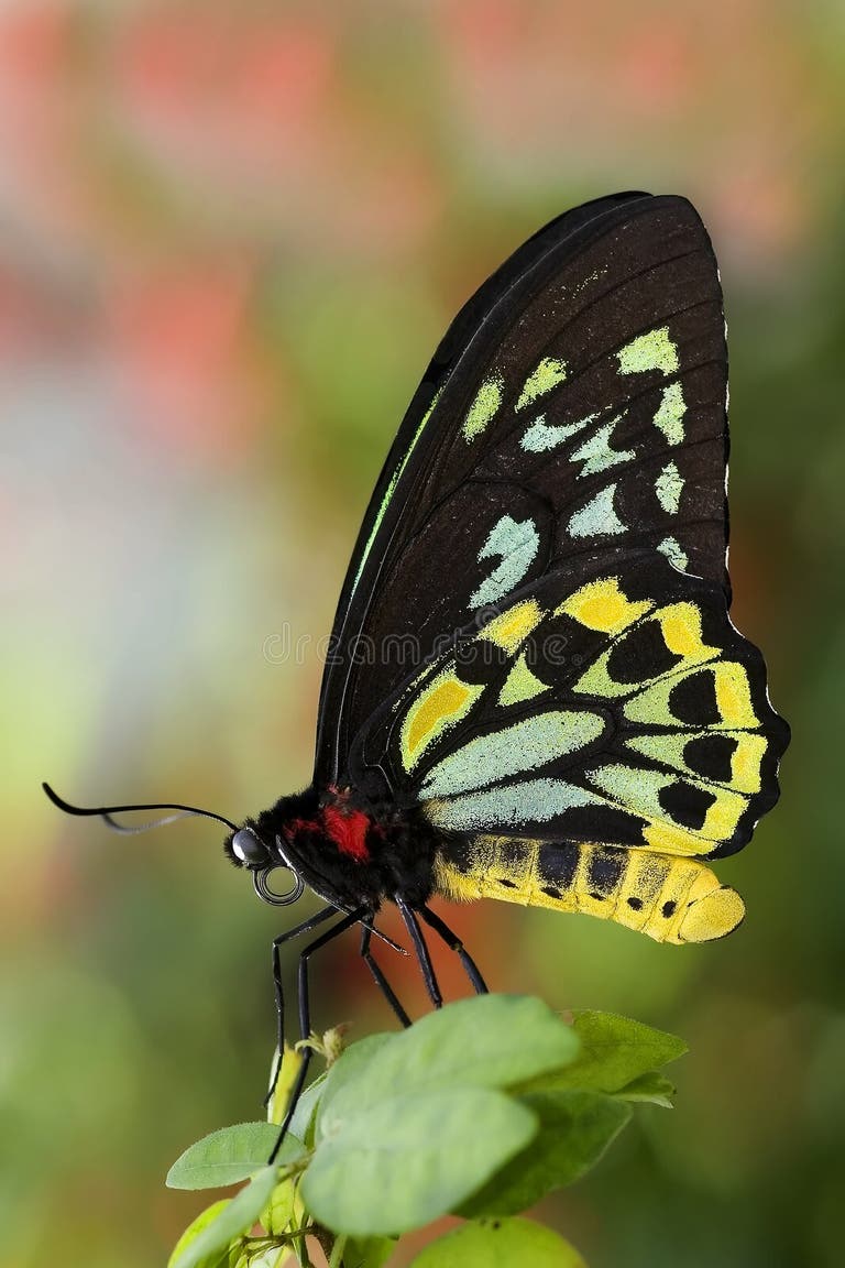 1,352 Birdwing Butterfly Stock Photos - Free & Royalty-Free Stock ...