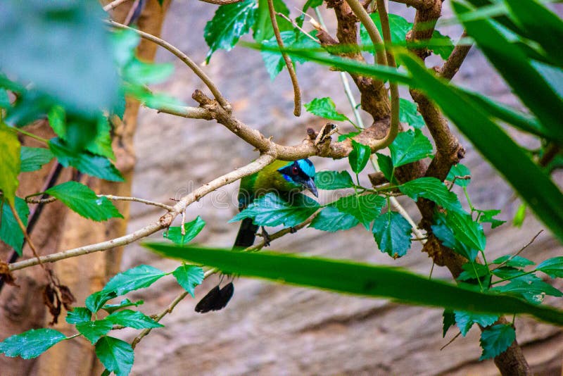 Green Birdy stock image. Image of watching, feathers - 192058329