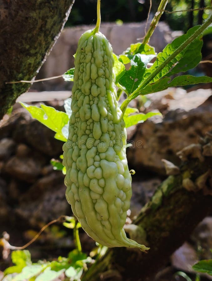 A Green Bitter Melon Hanging from a Vine with Sunlight Filtering ...