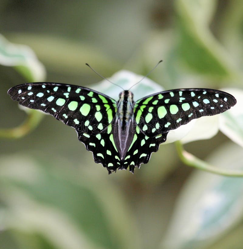 Green and black butterfly stock image. Image of spot - 12887253