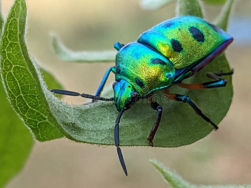 Green with Black Dots Insect Sitting on the Leaf Stock Photo - Image of ...