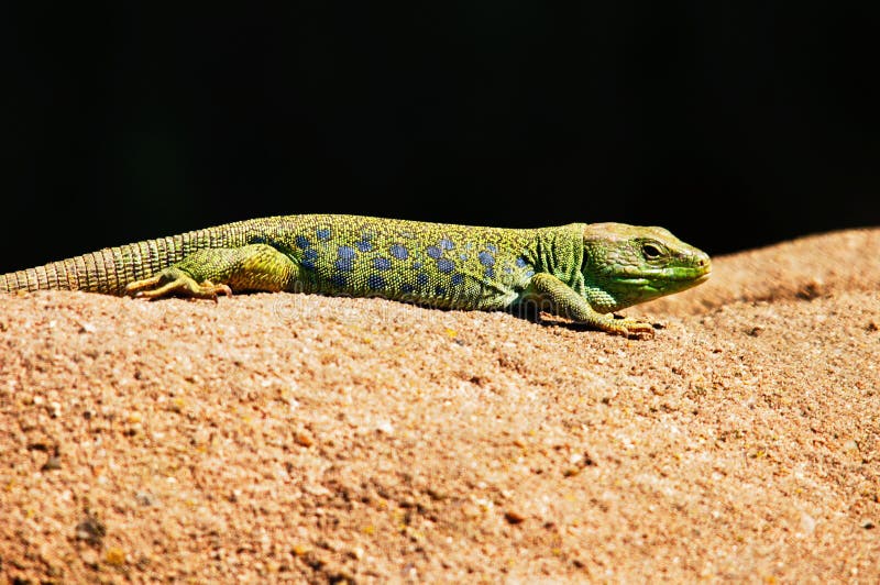 Green and Black Lizard stock image. Image of animal, sand - 87322979
