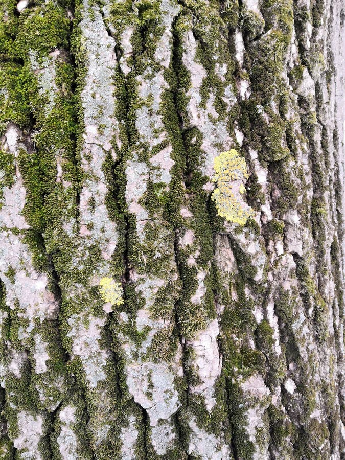 Green Black Moss Growing on Aspen Tree Trunks White Bark Textured Close ...