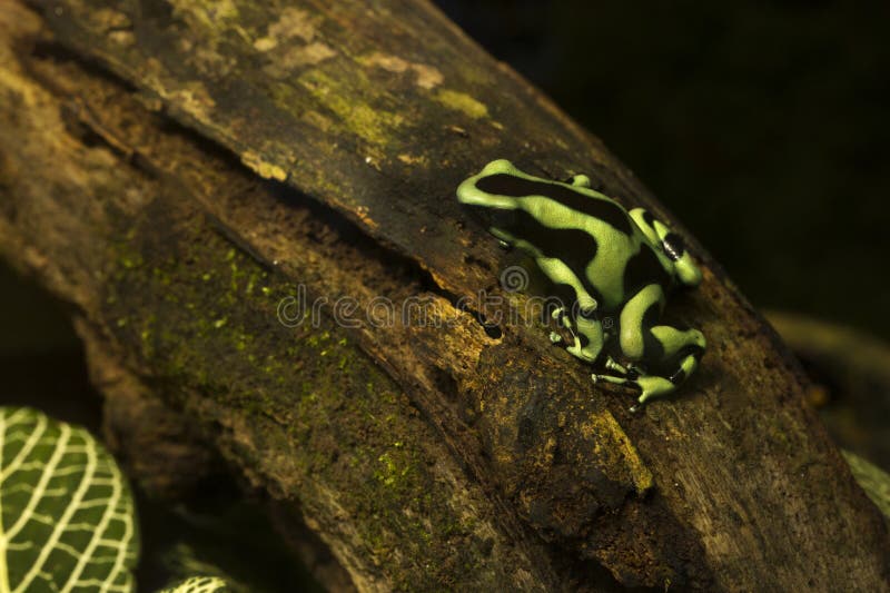 Green-and-black Poison Dart Frog (Dendrobates Auratus). Stock Photo ...