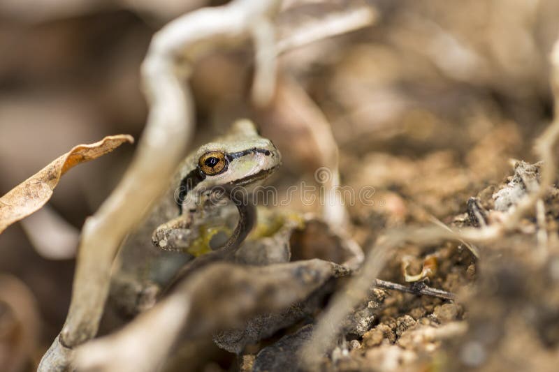 Hiding frog stock image. Image of golden, plants, yellow - 18943031