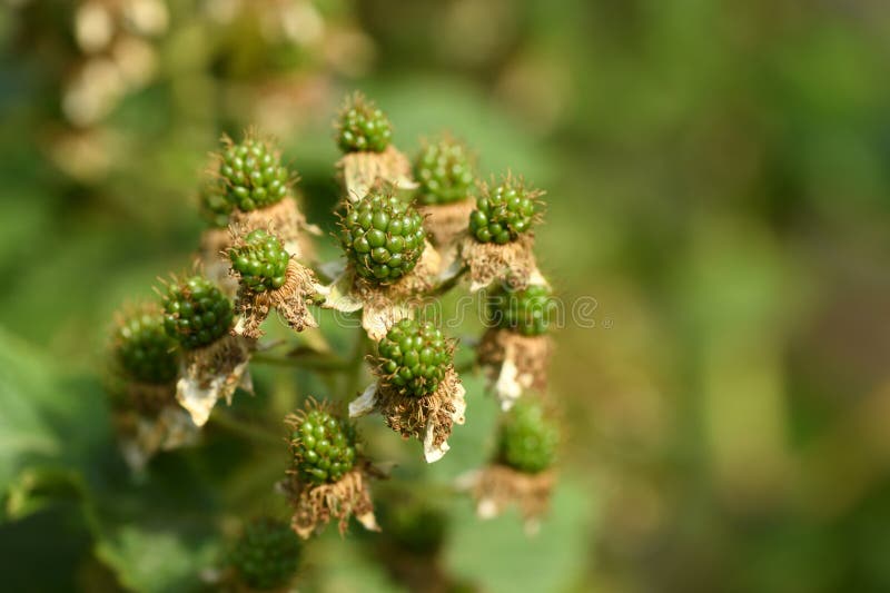 Middle Initial Stock Photos - Free & Royalty-Free Stock Photos from ...