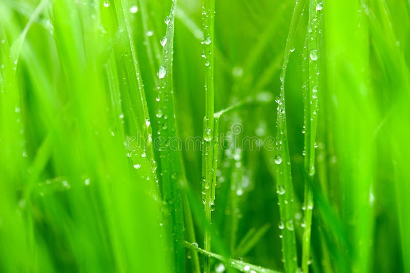 Green blade of grass stock image. Image of grass, droplets - 14134659