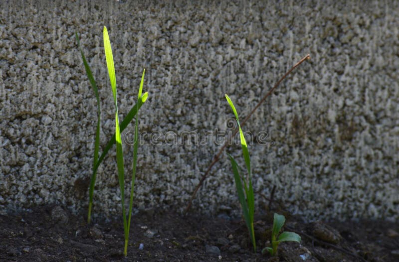 Green Blade of Grass Illuminated by Sunlight Stock Photo - Image of ...