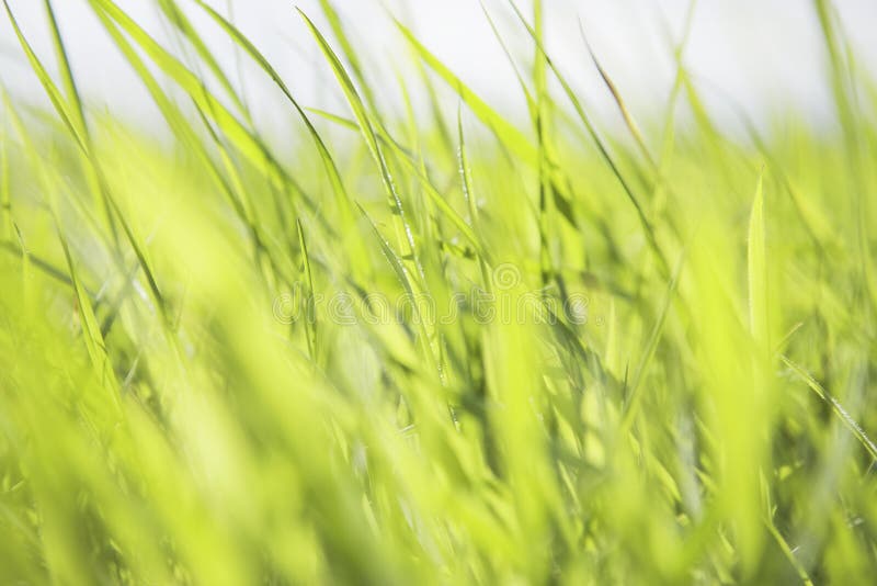 Green Blades of Grass stock image. Image of lawn, horizontal - 50672587