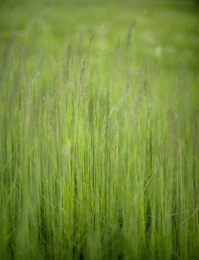 Green Blades of Grass in a Meadow Stock Photo - Image of spring ...